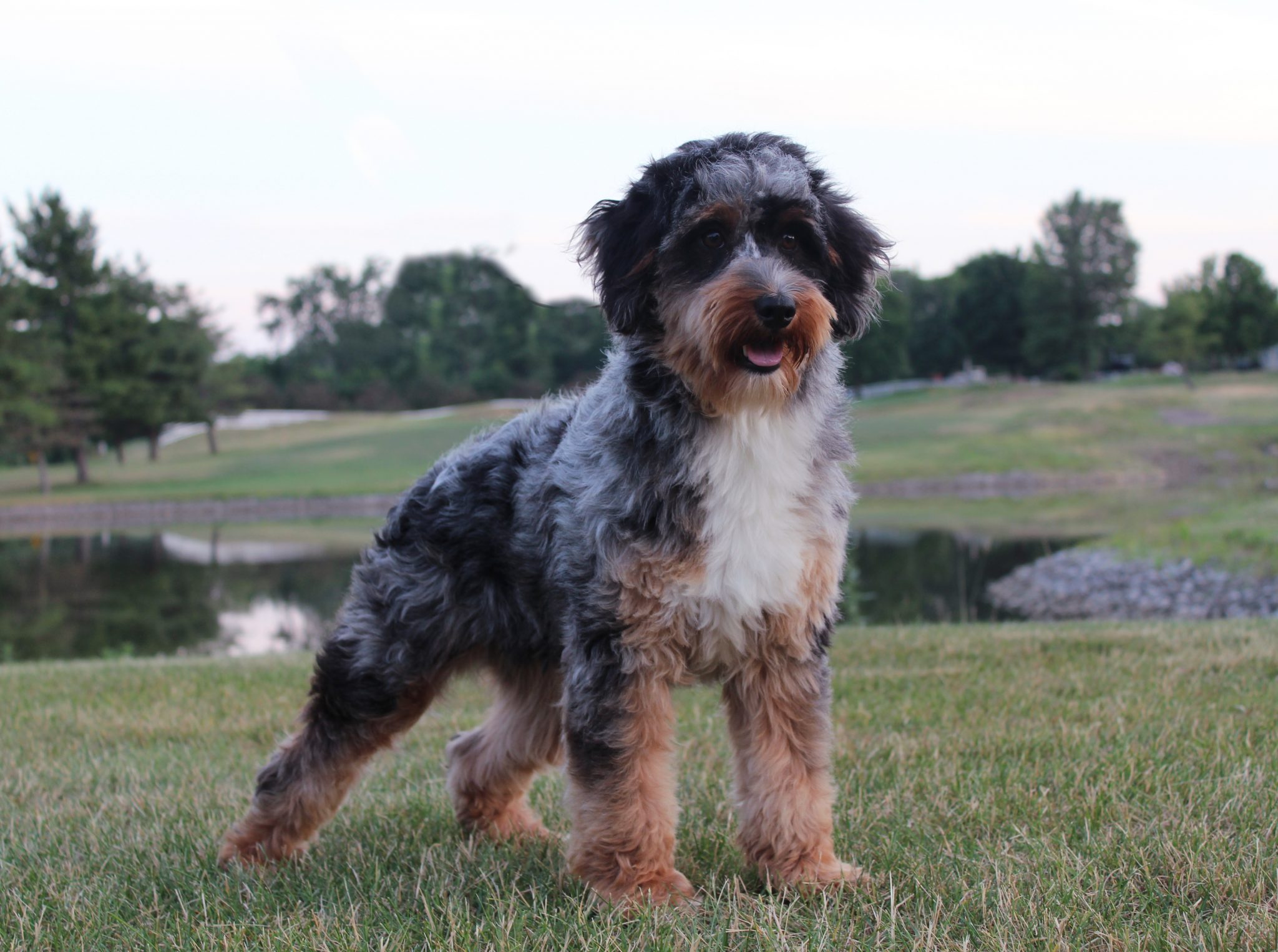 Aussiedoodle Puppies - Ultimate Dog World