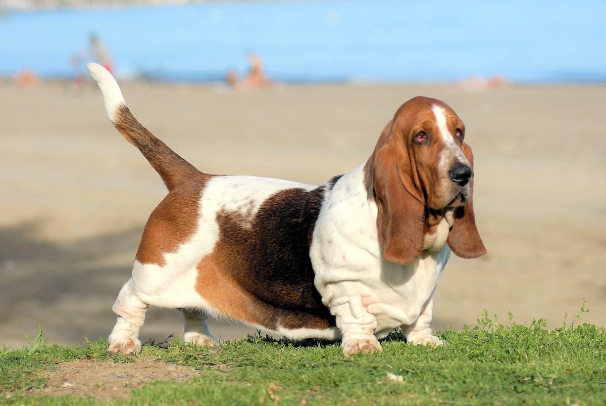 Basset Hound Puppies - Ultimate Dog World