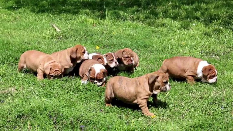 Beabull Puppies - Ultimate Dog World