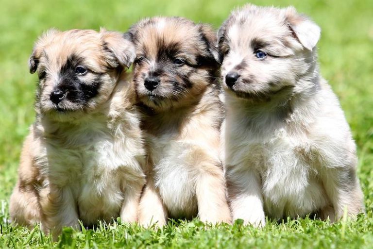 Berger Des Pyrenees Puppies - Ultimate Dog World