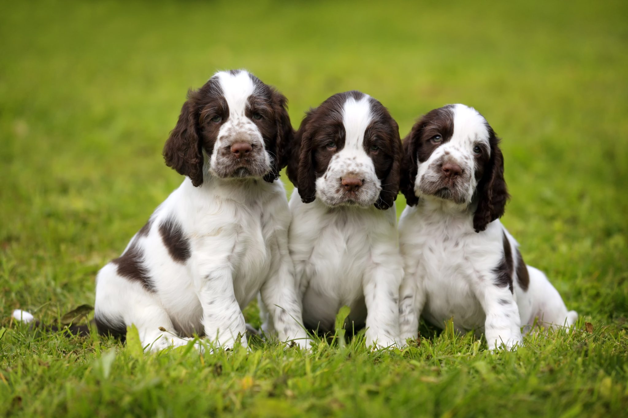 French Spaniel Puppies - Ultimate Dog World