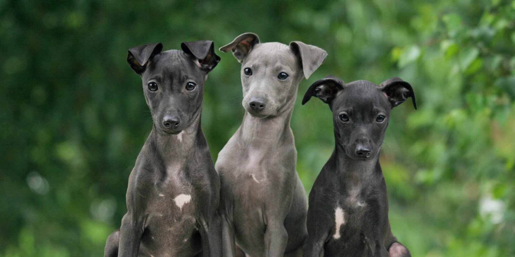 Greyhound Puppies - Ultimate Dog World