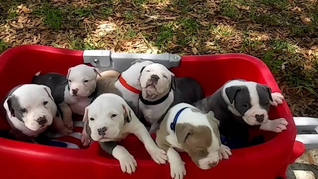 American Pit Bull Terrier Puppies - Ultimate Dog World