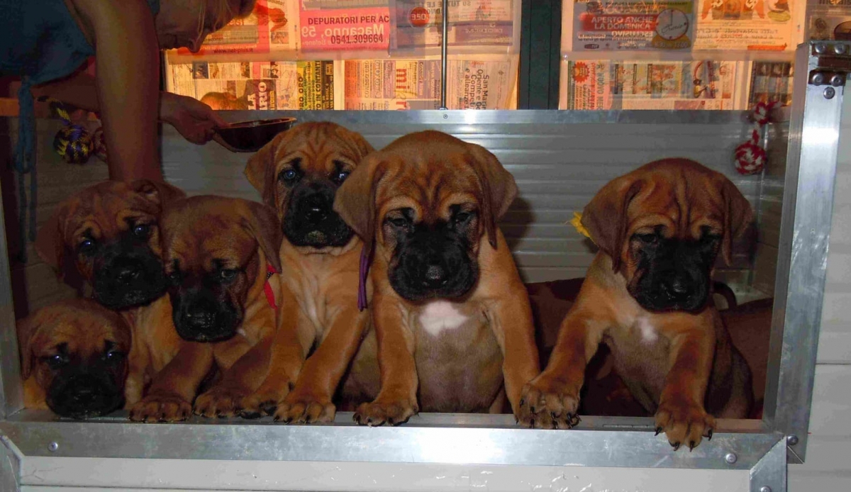 Inu, Tosa Puppies - Ultimate Dog World